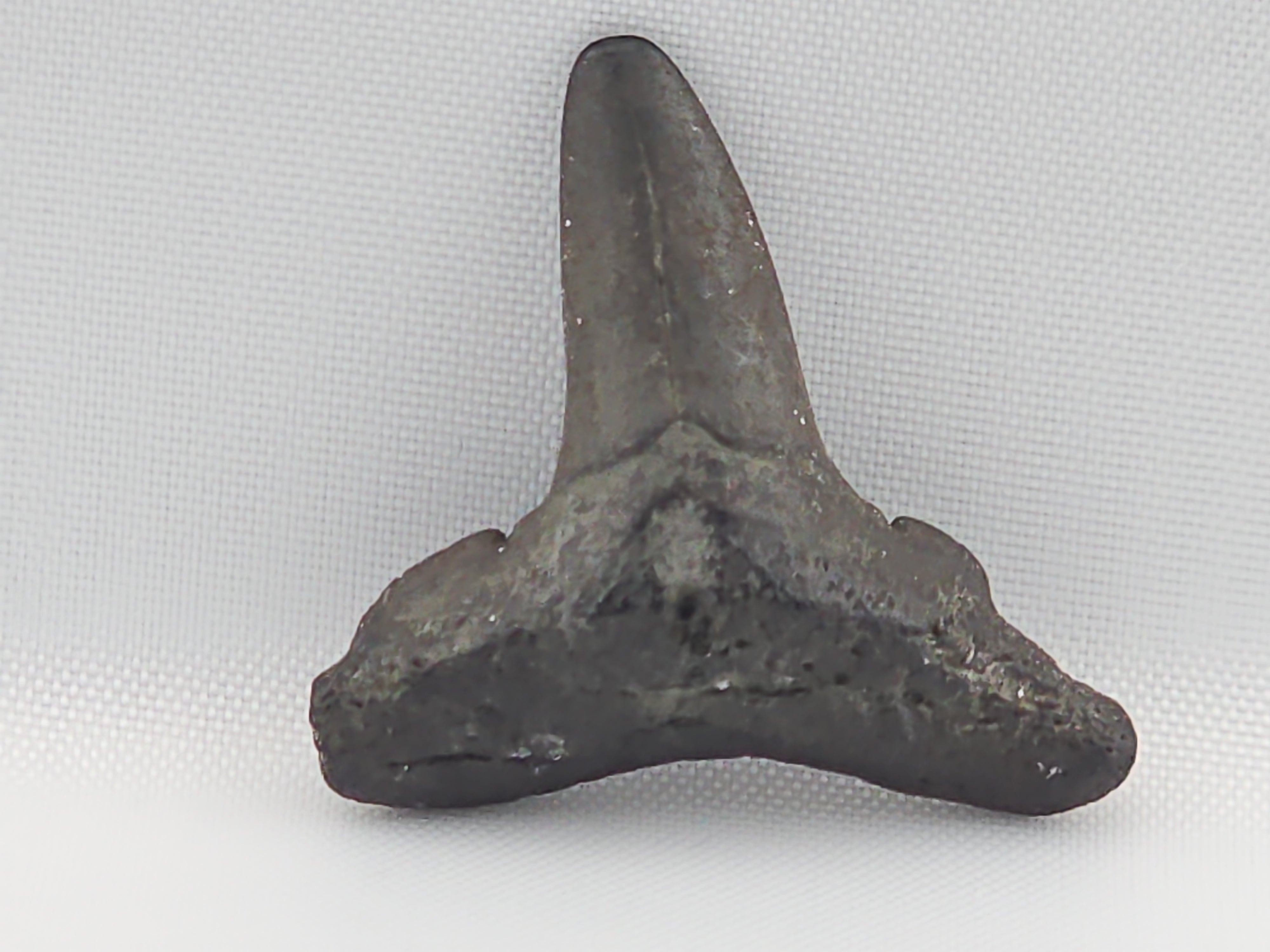 Lemon Shark Tooth ID#101 – Prehistoric Finds