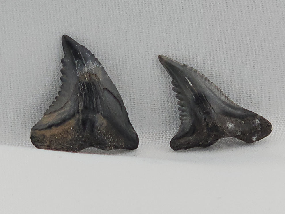 Snaggletooth Shark Tooth ID#115 – Prehistoric Finds