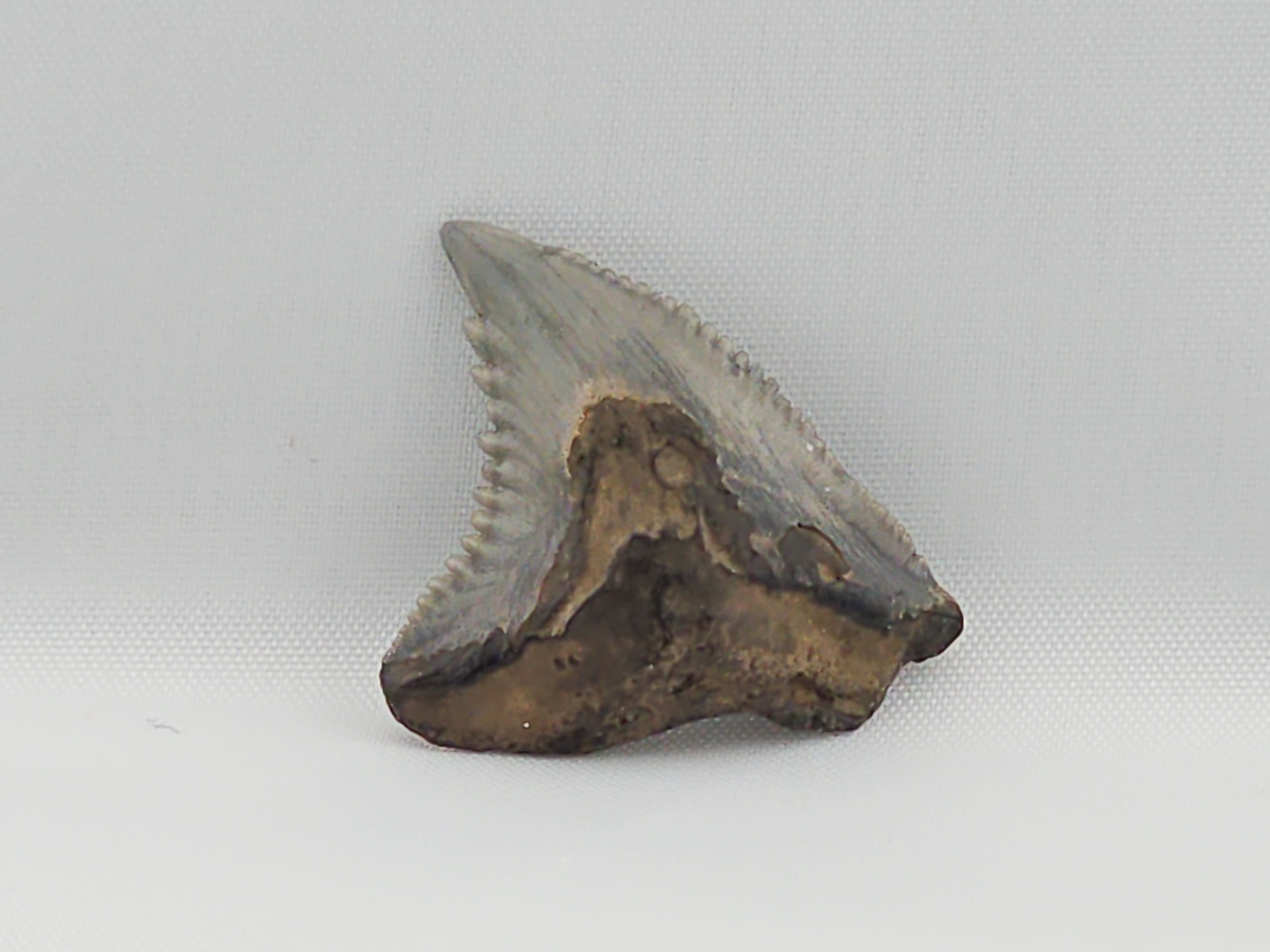 Snaggletooth Shark Top Rear Tooth ID#13 – Prehistoric Finds