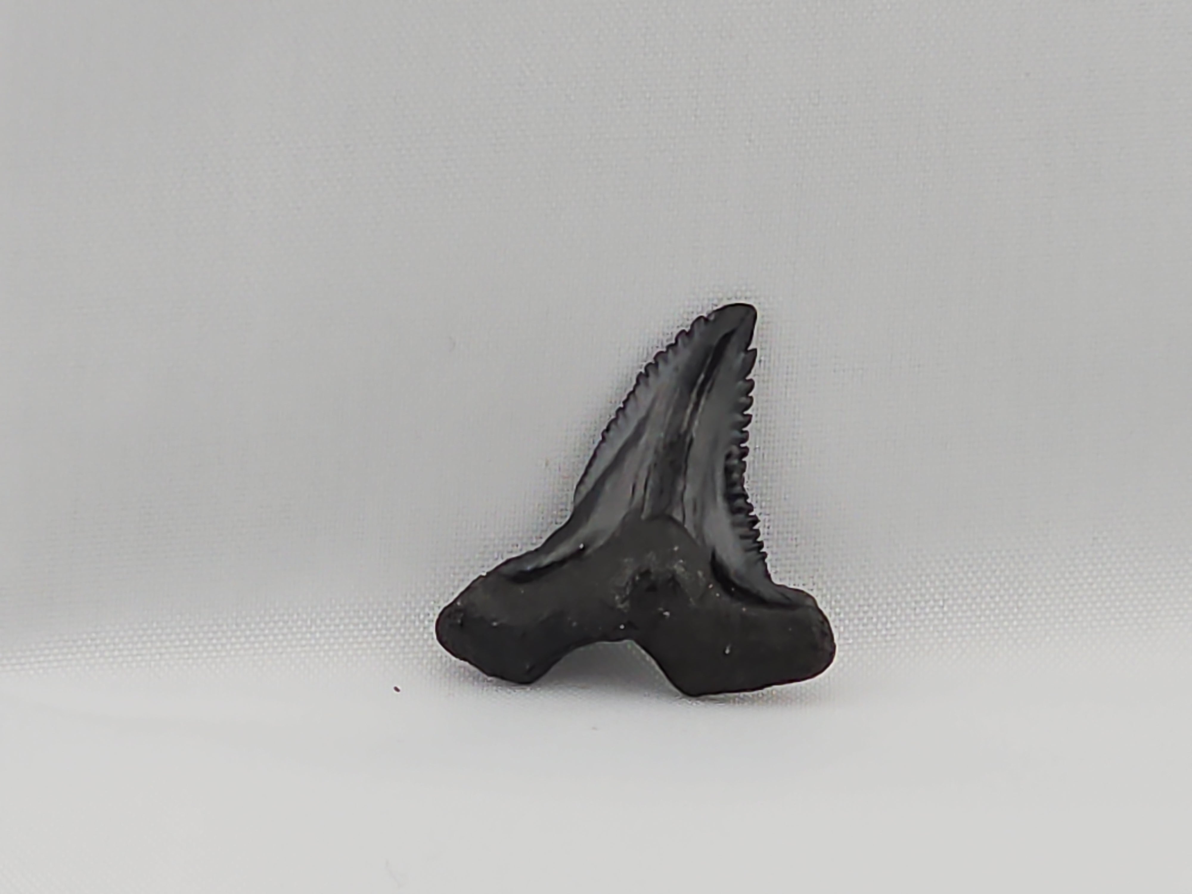 Snaggletooth Shark Top Rear Tooth ID#19 – Prehistoric Finds