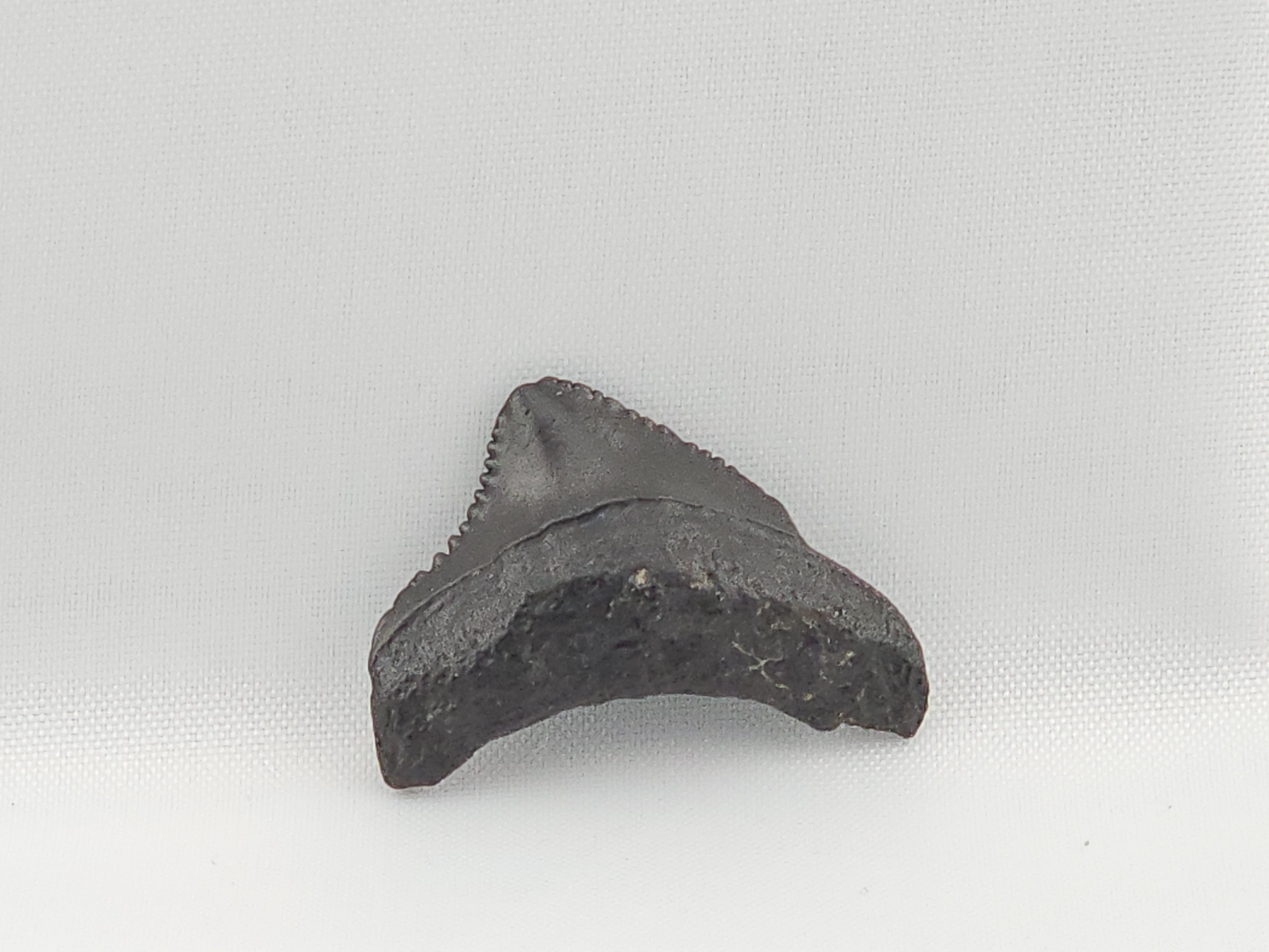 Megalodon Top Rear Tooth ID#1 – Prehistoric Finds