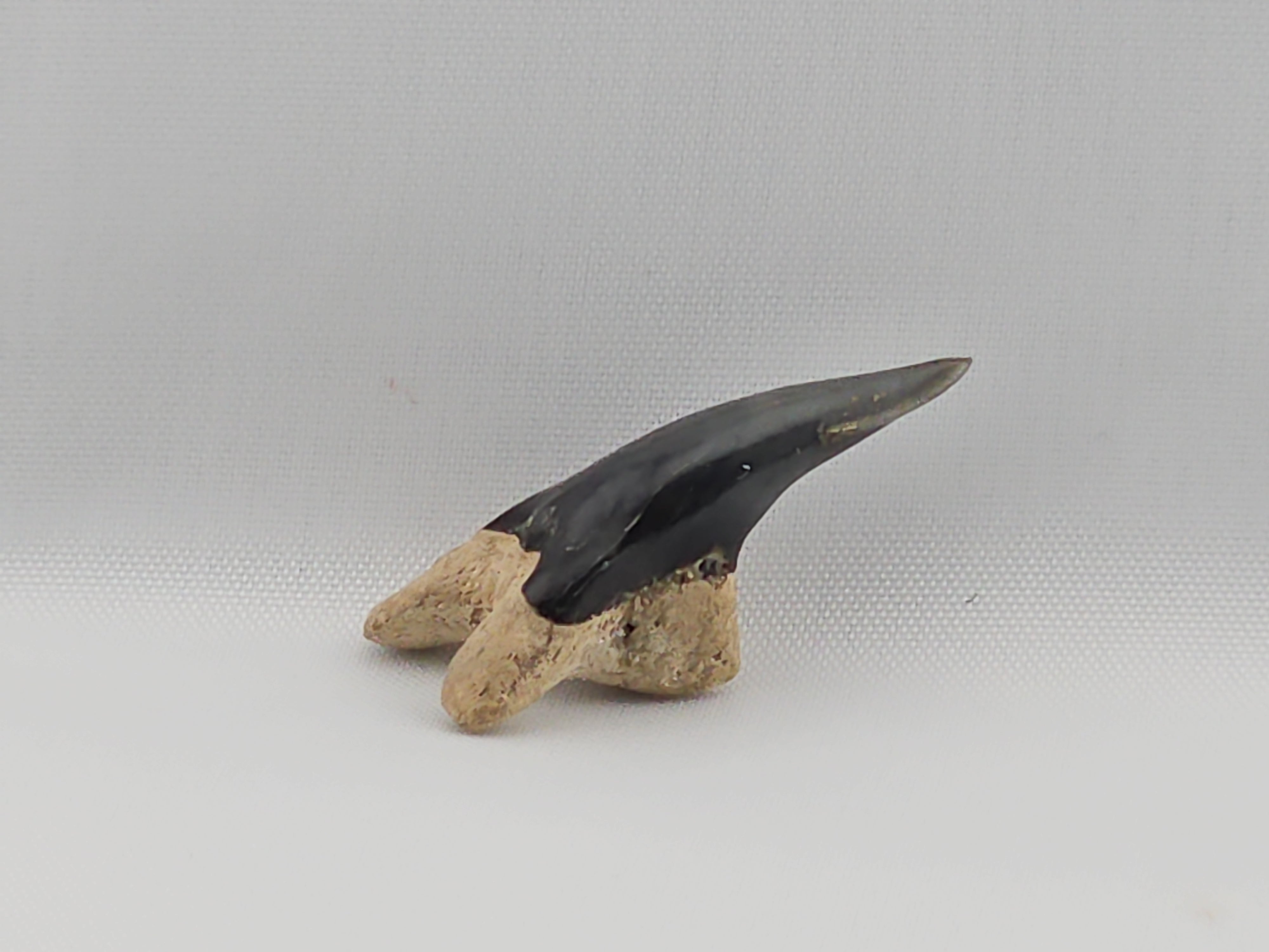 Snaggletooth Shark Bottom Front Tooth ID#35 – Prehistoric Finds