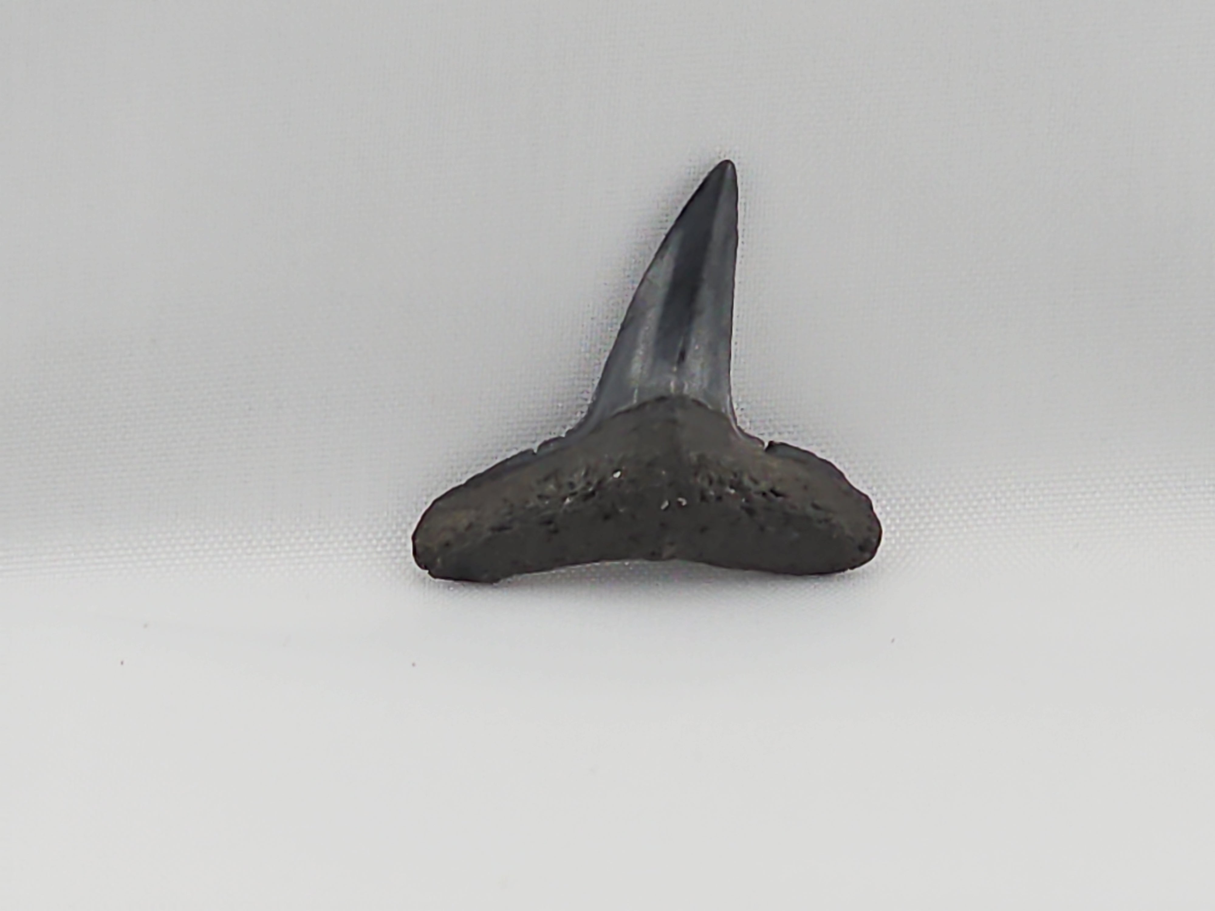 Lemon Shark Tooth ID#42 – Prehistoric Finds