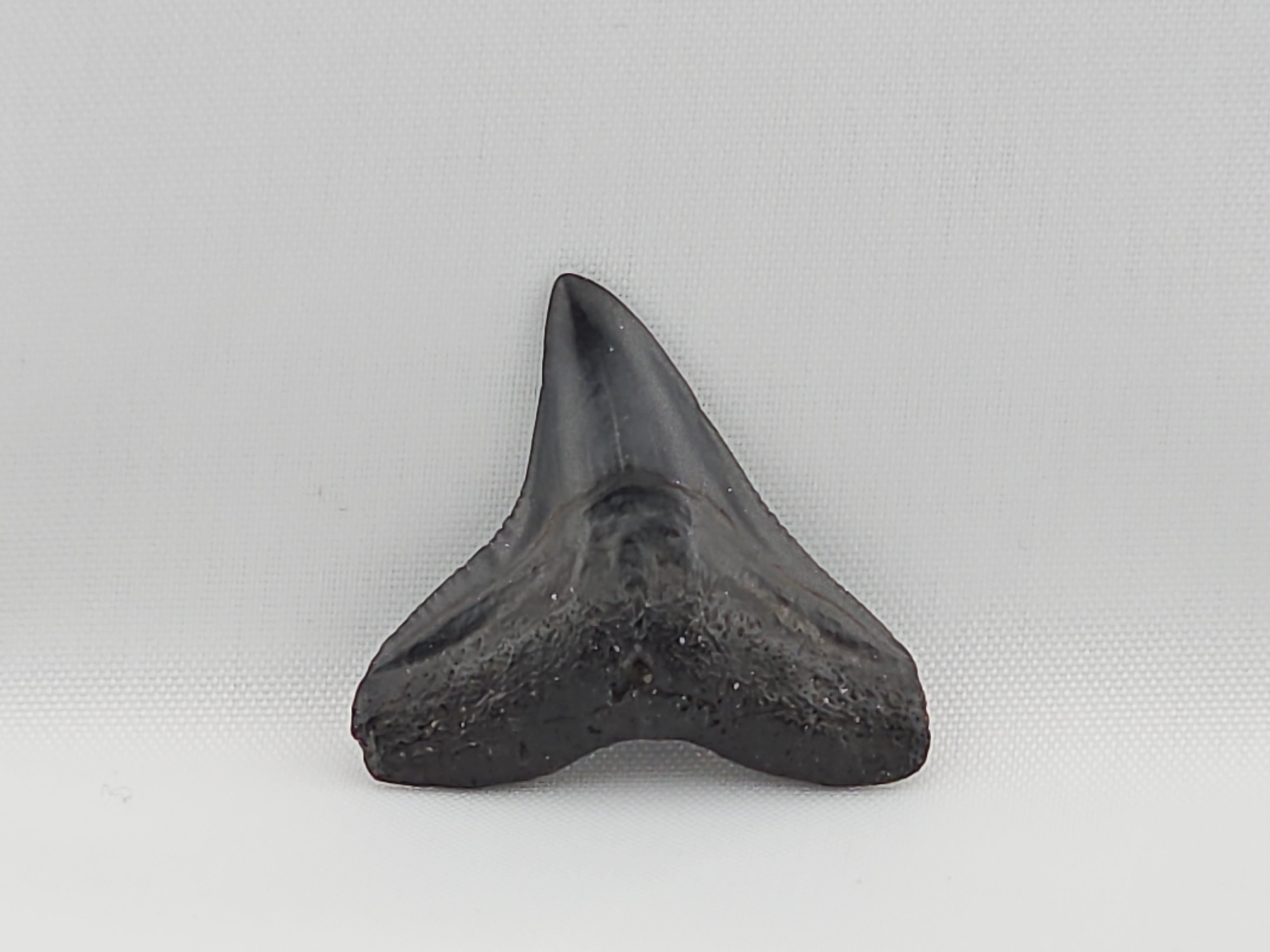 Bull Shark Tooth ID#48 – Prehistoric Finds