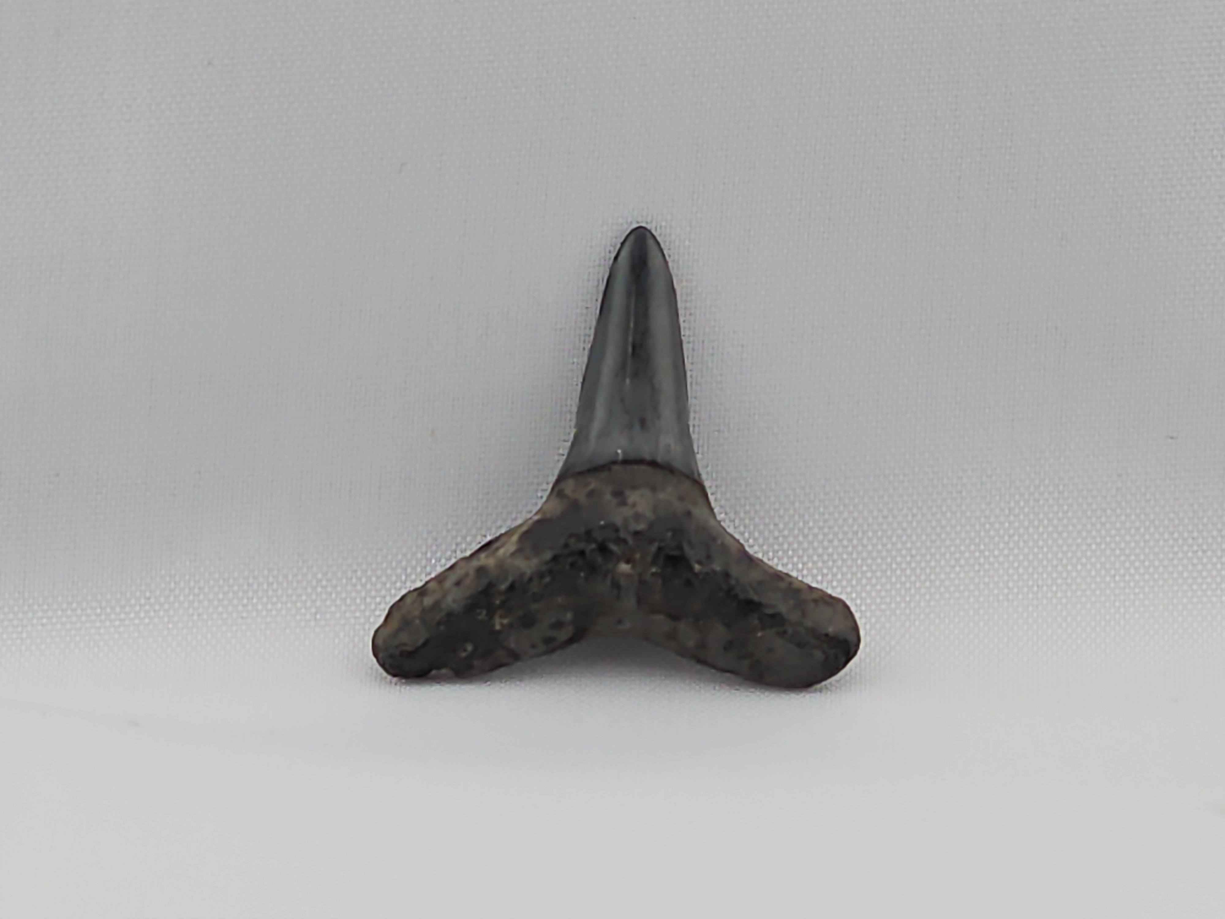 Lemon Shark Tooth ID#56 – Prehistoric Finds