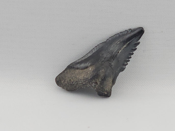 Snaggletooth Shark Tooth ID#74 – Prehistoric Finds