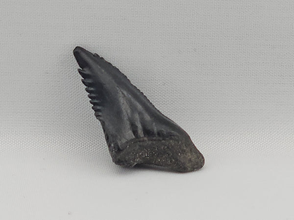 Snaggletooth Shark Tooth ID#74 – Prehistoric Finds